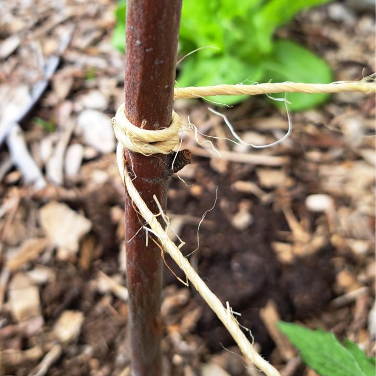 4 Cheap and Easy DIY Trellis Ideas with Twine - Dirty Hands Warm Heart